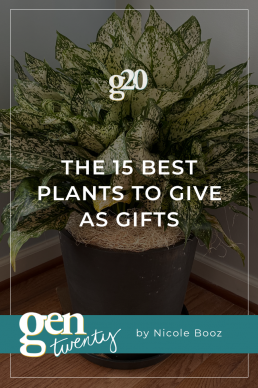 Best Plants To Give as Gifts: 15 Plants That Always "Wow" - GenTwenty
